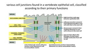 Cell Junctions | PPT