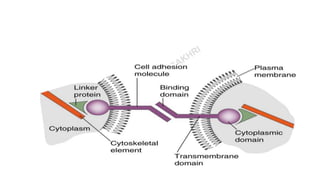 Cell Junctions | PPT