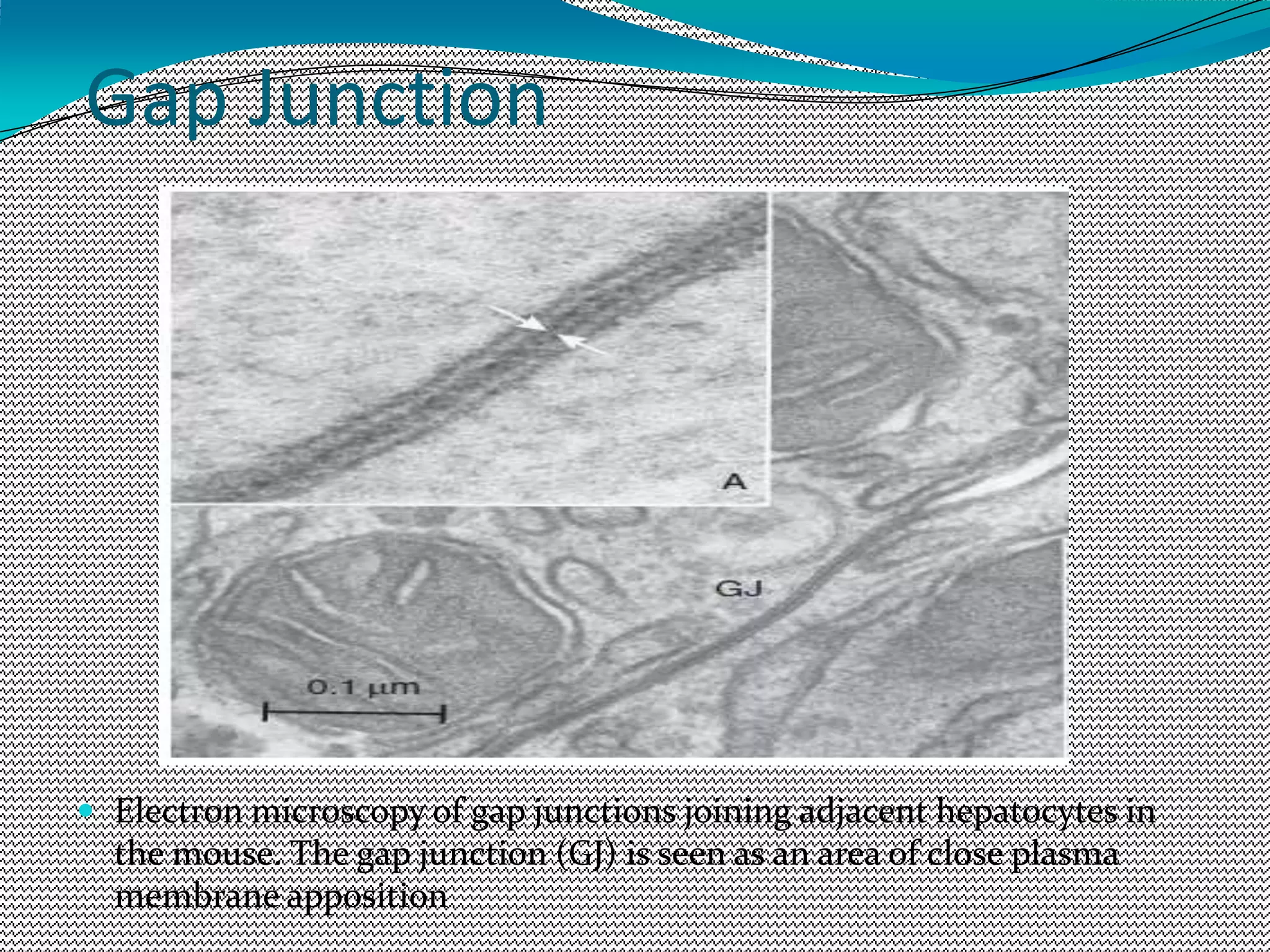 Cell_Junctions.ppt