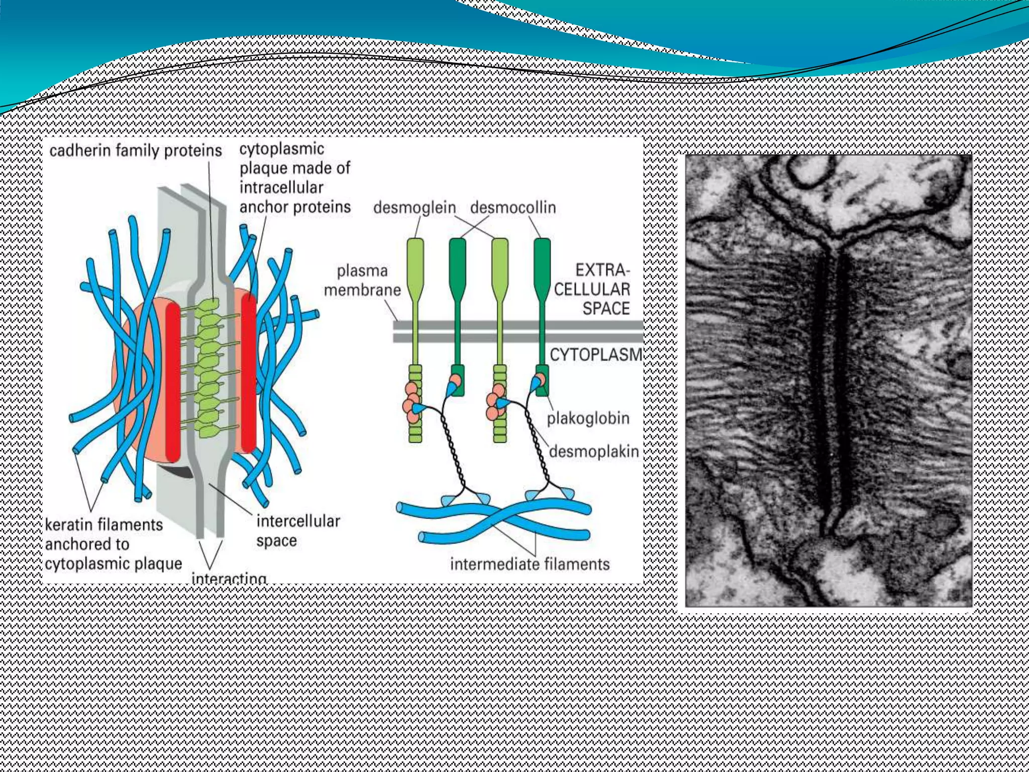 Cell_Junctions.ppt