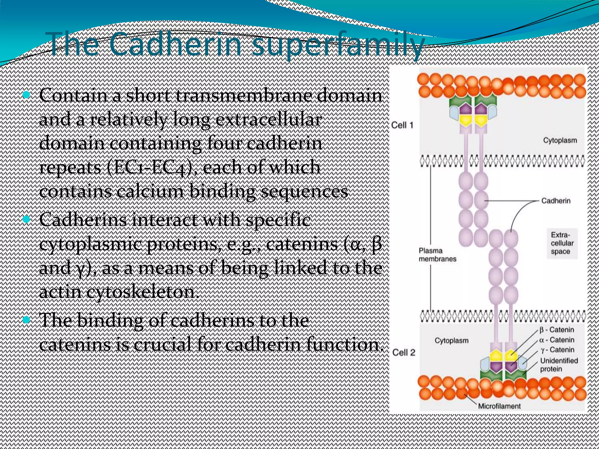 Cell_Junctions.ppt