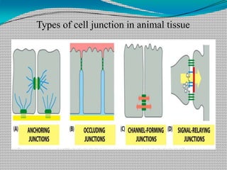 Cell_Junctions.ppt