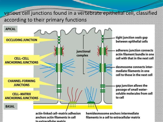 Cell_Junctions.ppt | Biological Sciences | Science