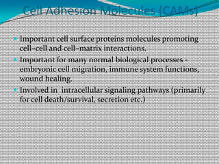 Cell_Junctions.ppt