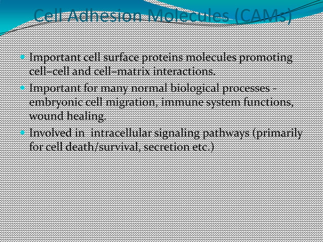 Cell_Junctions.ppt | Biological Sciences | Science