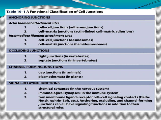 Cell_Junctions.ppt | Biological Sciences | Science