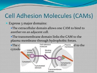 Cell_Junctions.ppt