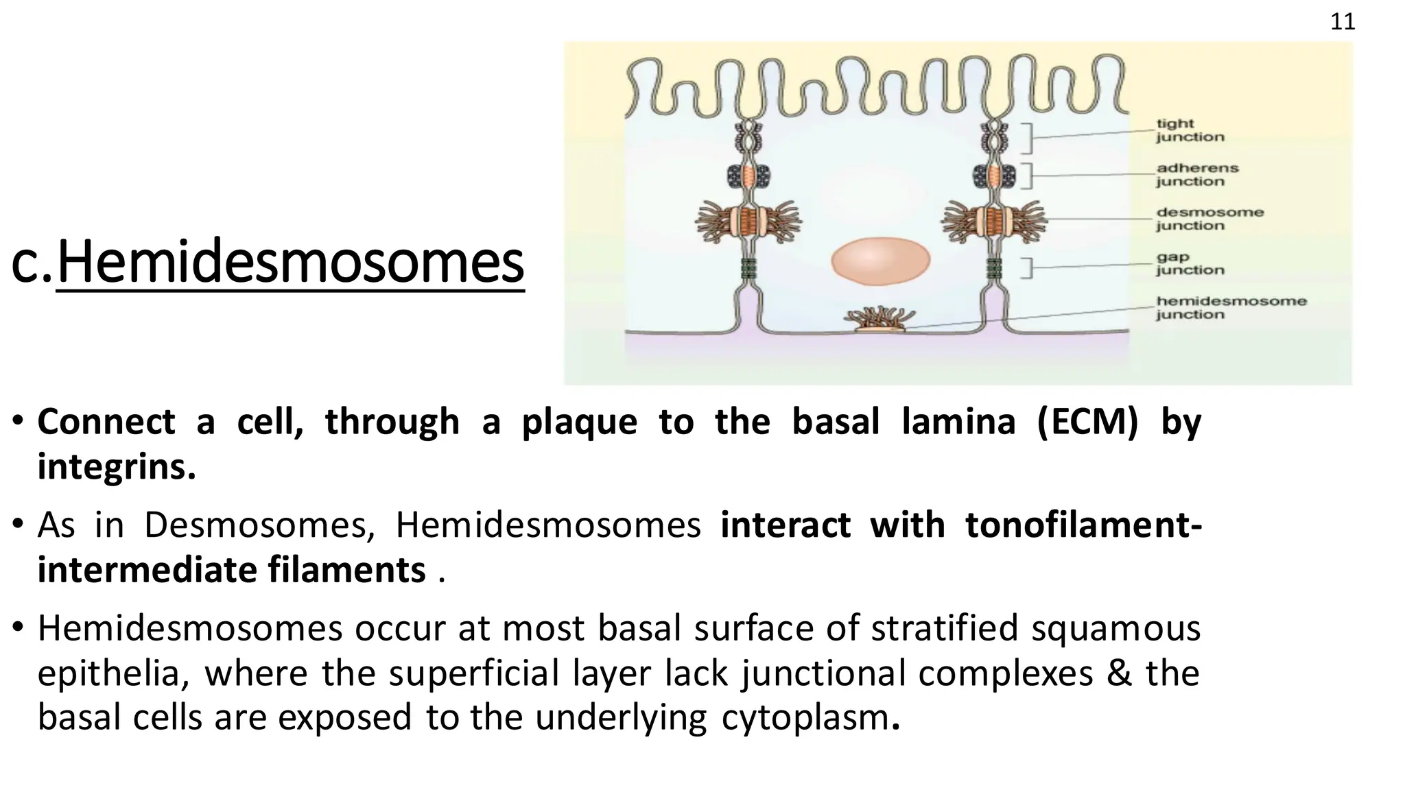 Cell junctions : types and plasmodesmata | PDF