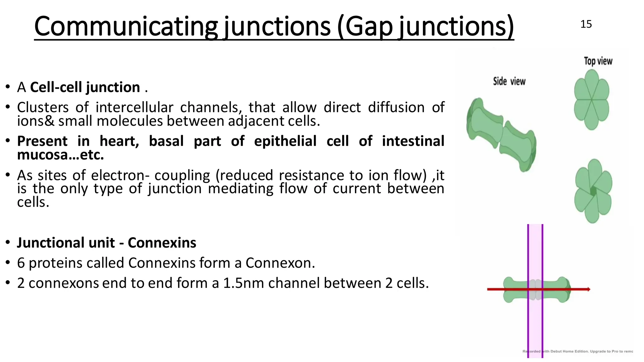 Cell junctions : types and plasmodesmata | PDF