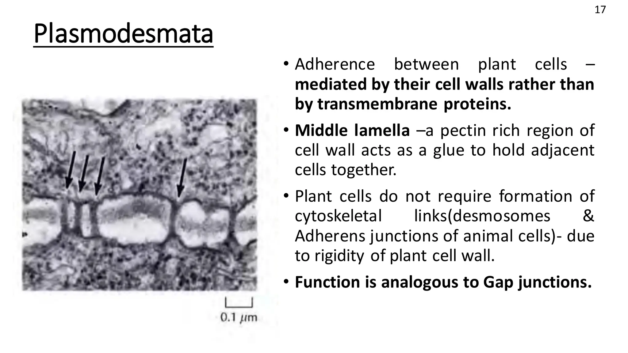 Cell junctions : types and plasmodesmata | PDF | Biological Sciences ...