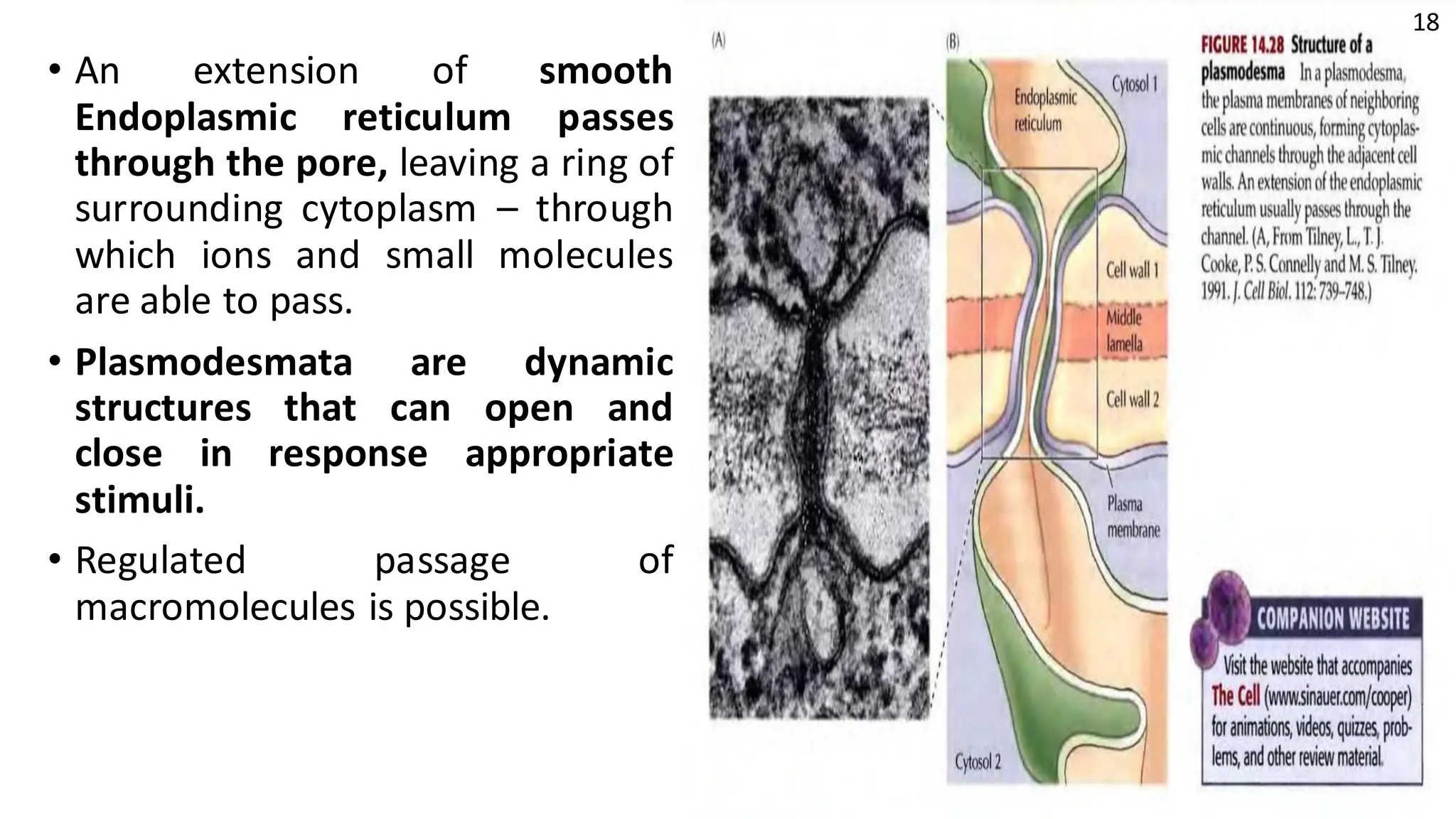 Cell junctions : types and plasmodesmata | PDF