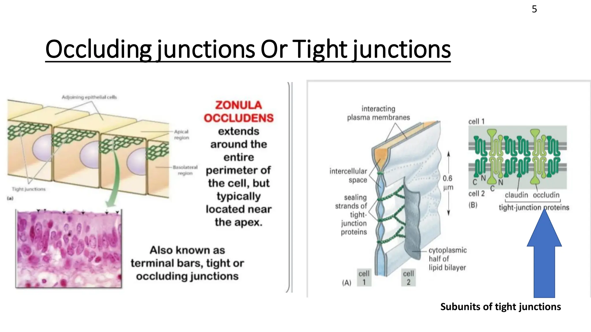 Cell junctions : types and plasmodesmata | PDF