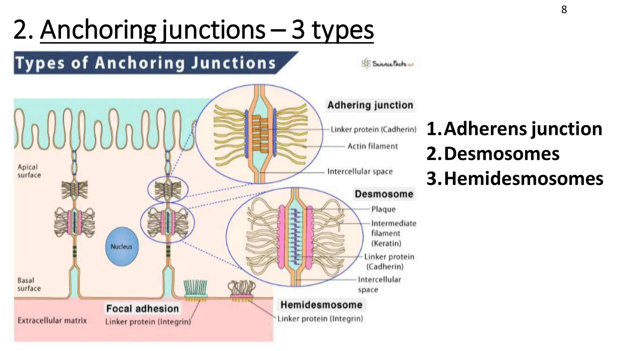 Cell junctions : types and plasmodesmata | PDF