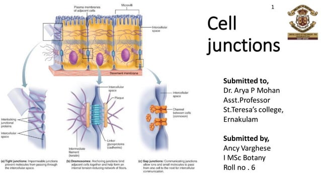 Cell junctions : types and plasmodesmata | PDF | Biological Sciences ...