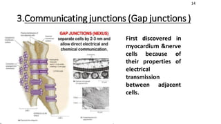 Cell junctions : types and plasmodesmata | PDF