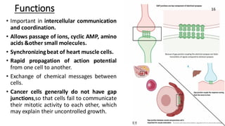 Cell junctions : types and plasmodesmata | PDF
