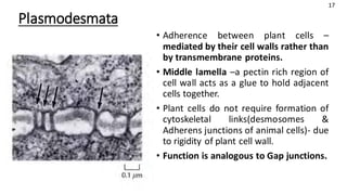 Cell junctions : types and plasmodesmata | PDF | Biological Sciences ...
