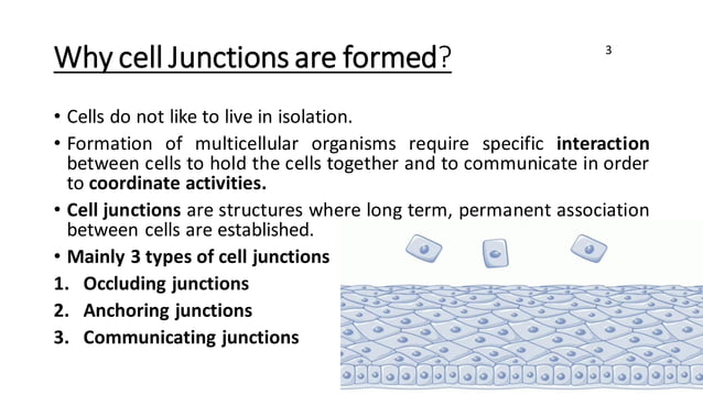 Cell junctions : types and plasmodesmata | PDF | Biological Sciences ...