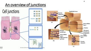 Cell junctions : types and plasmodesmata | PDF