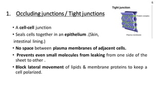 Cell junctions : types and plasmodesmata | PDF
