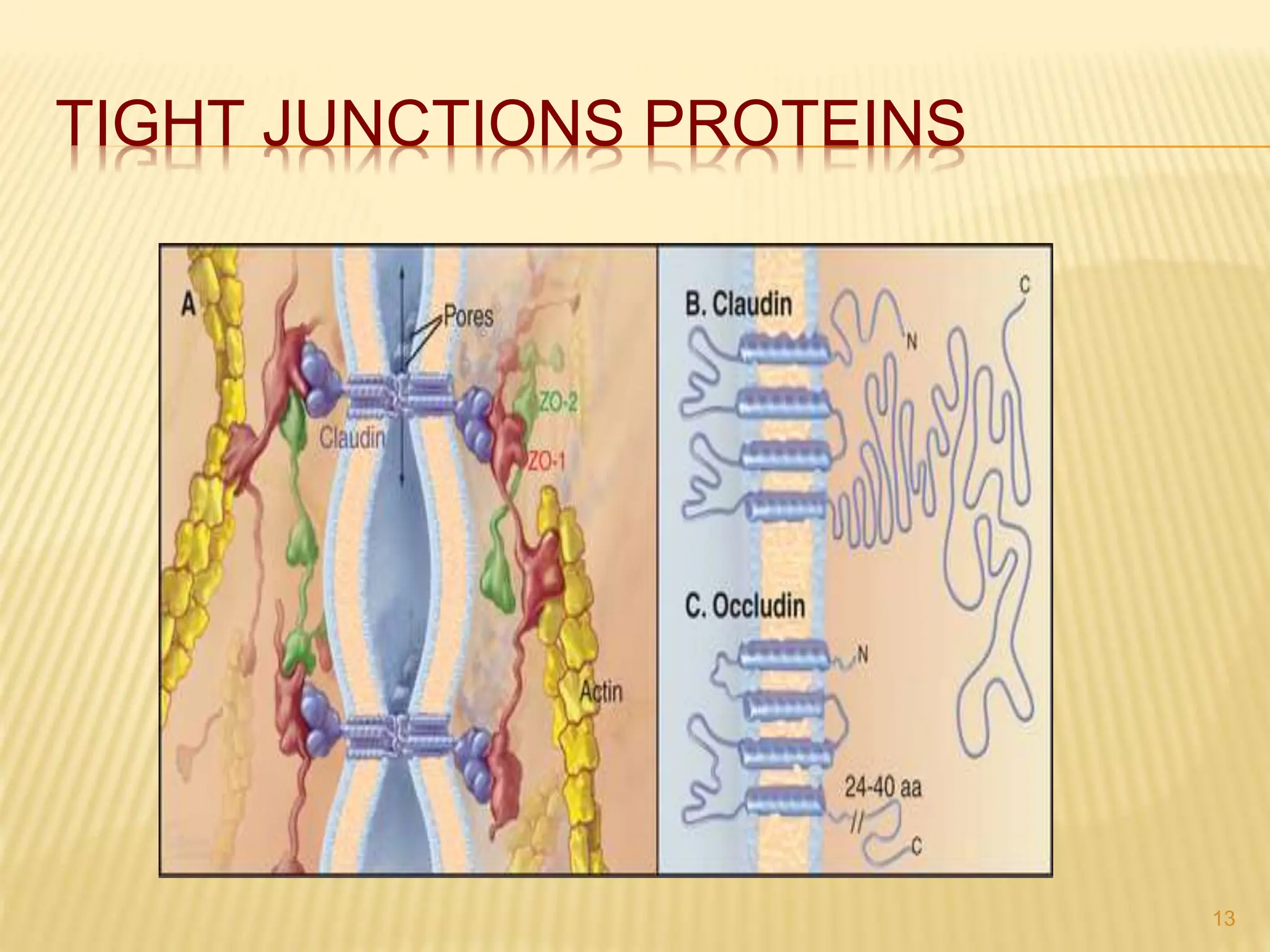 Cell junctions.pptx power point presentstion | PPT