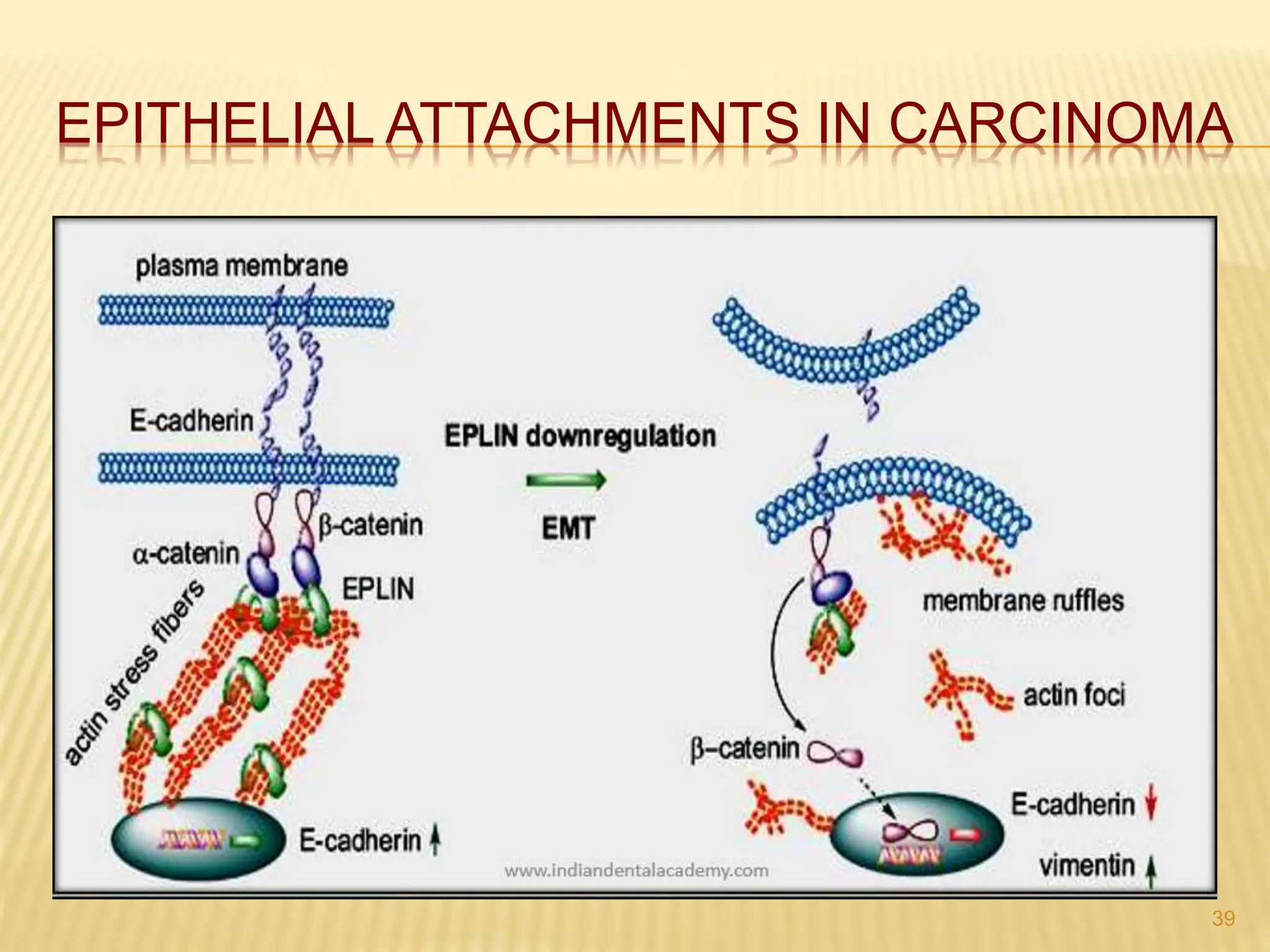 Cell junctions.pptx power point presentstion | PPT