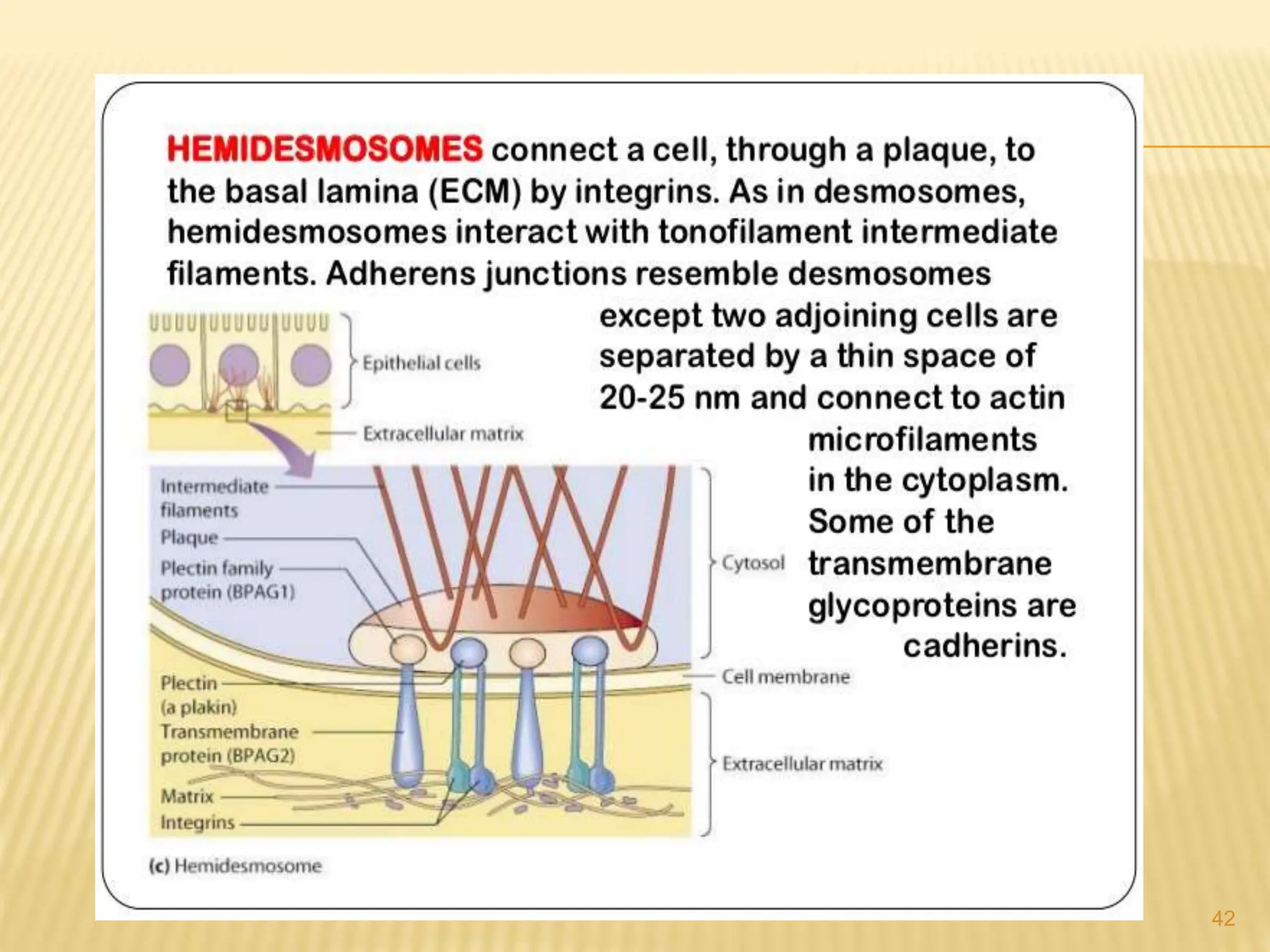 Cell junctions.pptx power point presentstion | PPT