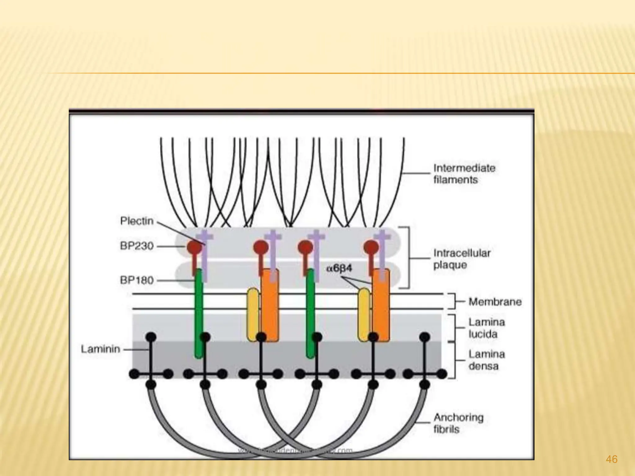 Cell junctions.pptx power point presentstion | PPT