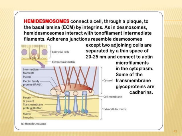Cell Junctions Pptx Power Point Presentstion Ppt