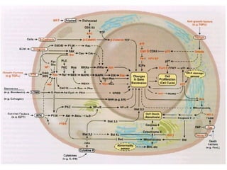 Cell_Junctions.ppt ppt about cell junctions | PPT