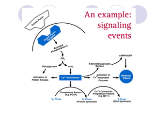 Cell_Junctions.ppt ppt about cell junctions | PPT