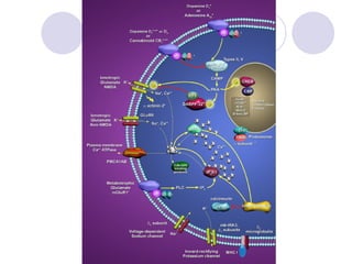 Cell_Junctions.ppt ppt about cell junctions | PPT