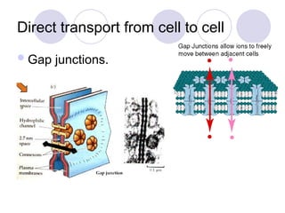 Cell_Junctions.ppt ppt about cell junctions | PPT
