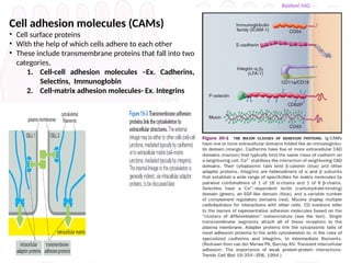 Cell adhesion molecules, Extracellular matrix and Cell junctions.pptx