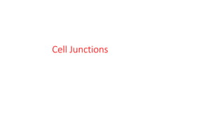 Cell Junctions | PPT