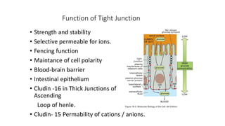 Cell Junctions | PPT
