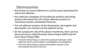Cell Junctions | PPT