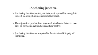 Cell Junctions | PPT | Biological Sciences | Science