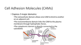 Cell Junctions | PPT