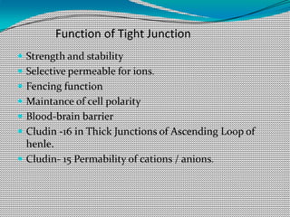 Cell_Junctions epithelium 2024- febr.ppt