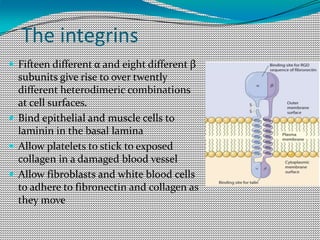 Cell_Junctions epithelium 2024- febr.ppt