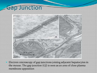 Cell_Junctions epithelium 2024- febr.ppt