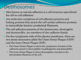 Cell_Junctions epithelium 2024- febr.ppt