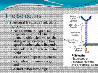 Cell_Junctions epithelium 2024- febr.ppt