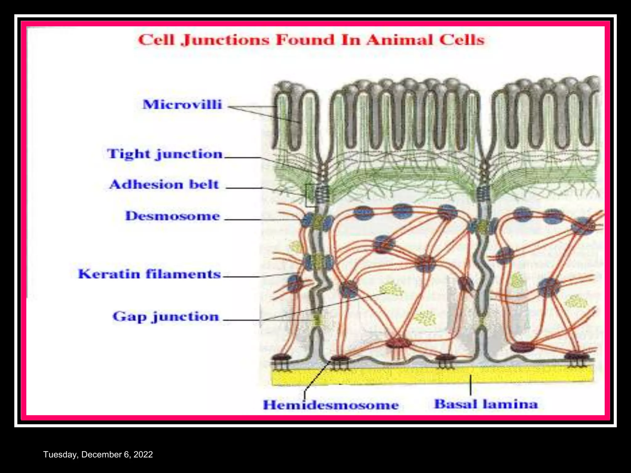 CELL JUNCTIONS AND CYTOSKELETON | PPTX