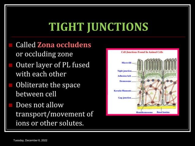 CELL JUNCTIONS AND CYTOSKELETON | PPTX | Biological Sciences | Science