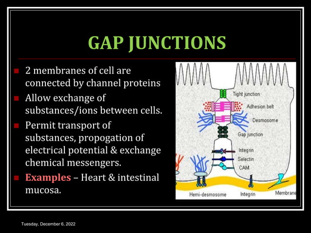 CELL JUNCTIONS AND CYTOSKELETON | PPTX | Biological Sciences | Science