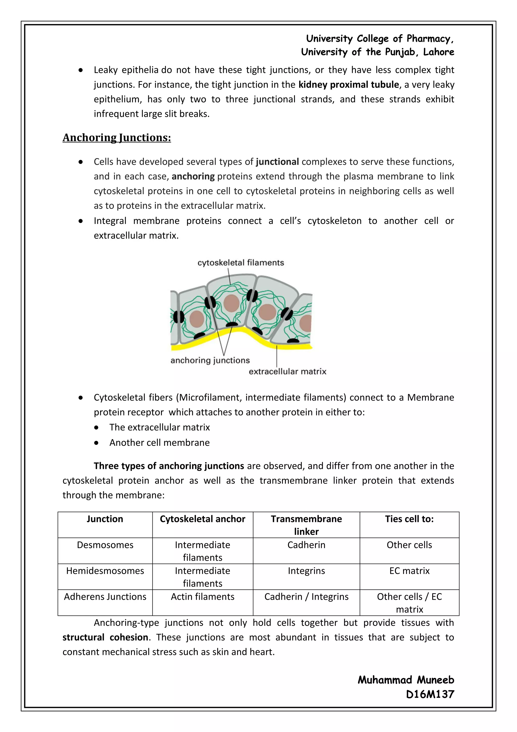 Cell Junctions And The Extracellular Matrix Pdf Biological Sciences Science
