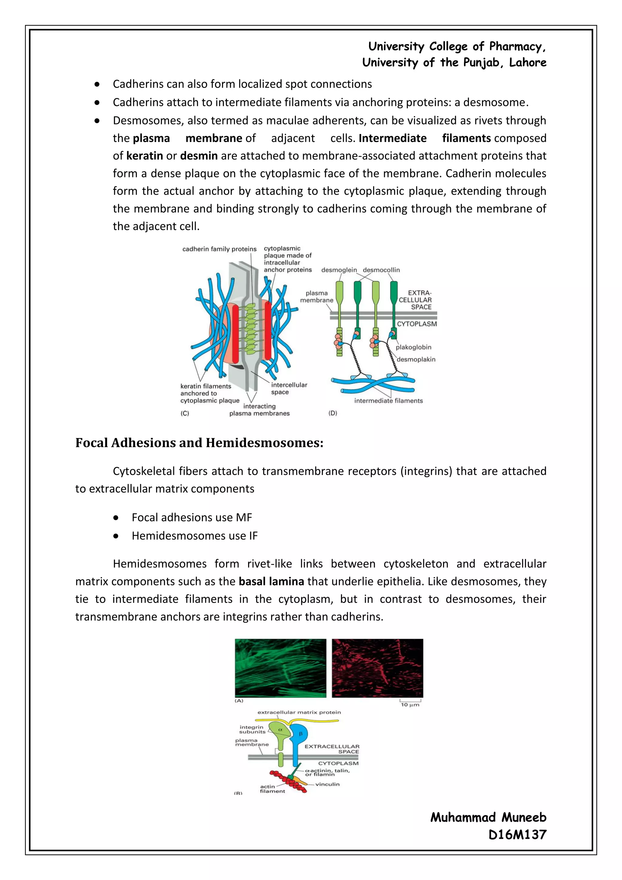 Cell junctions and the extracellular matrix | PDF