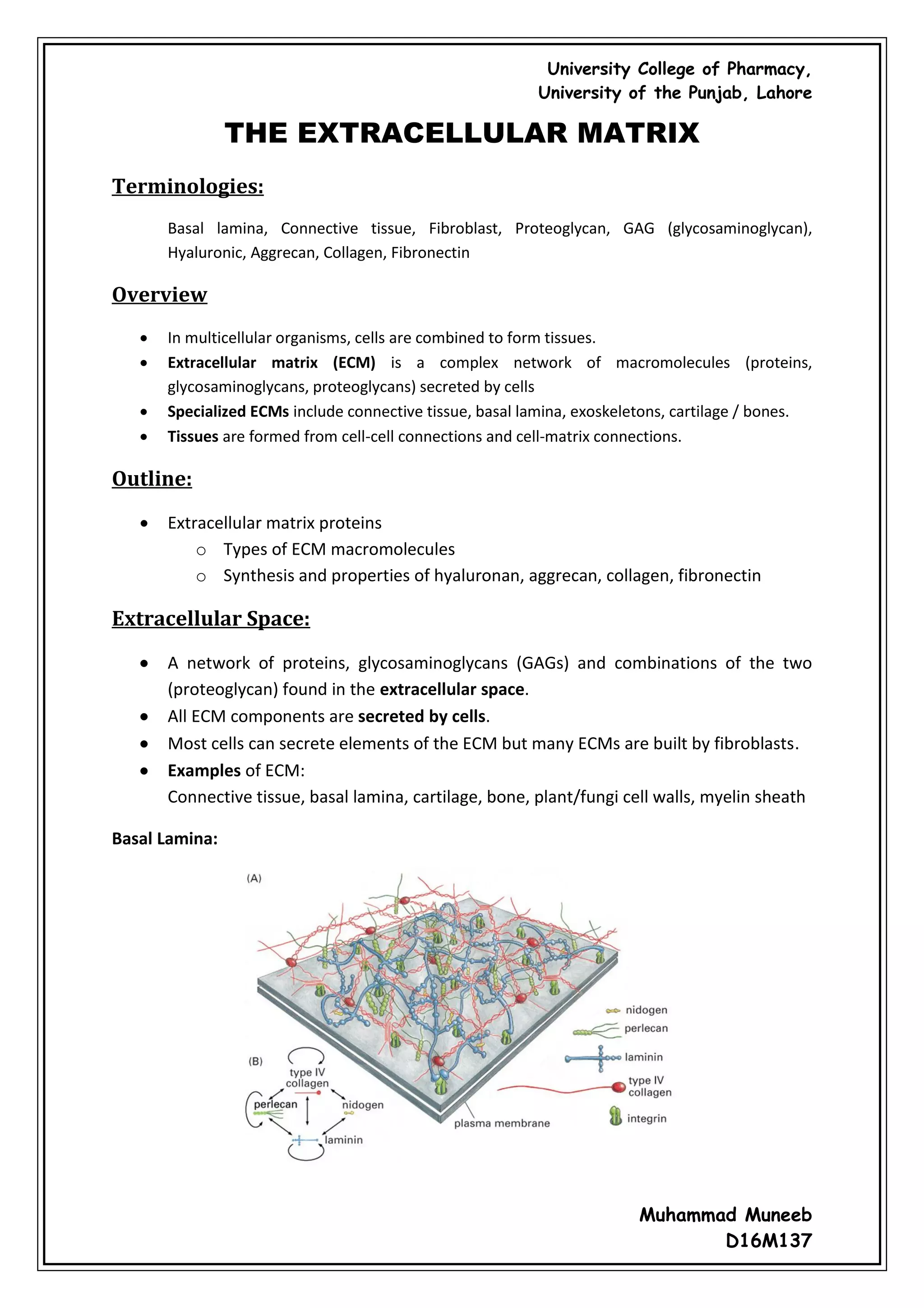 Cell junctions and the extracellular matrix | PDF
